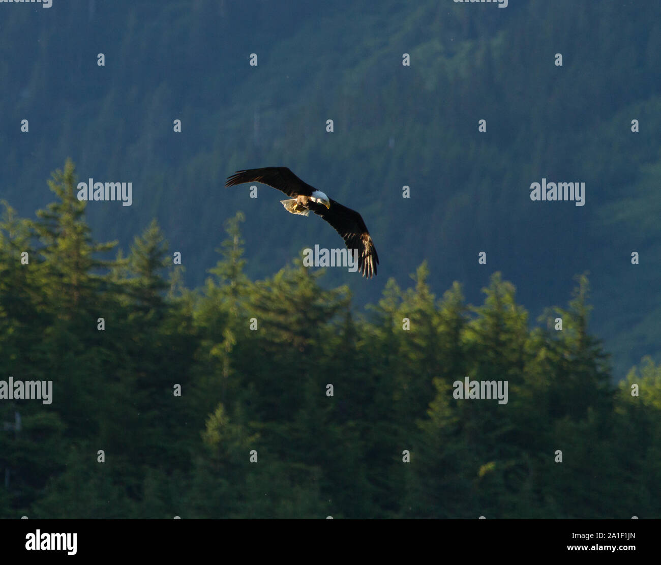 Bold Eagle in flight Stock Photo - Alamy