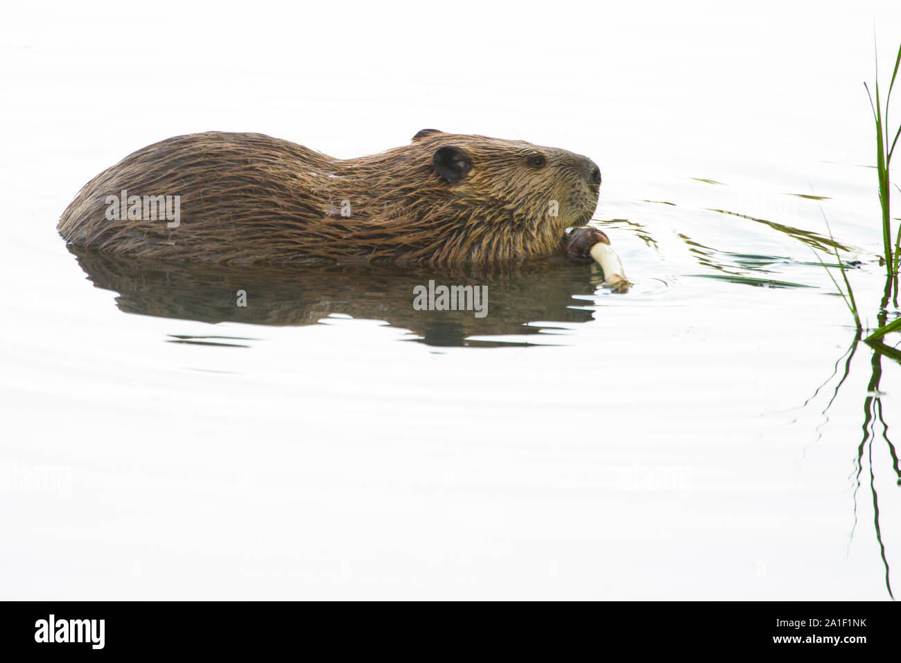 Canadian beaver cartoon hi-res stock photography and images - Alamy