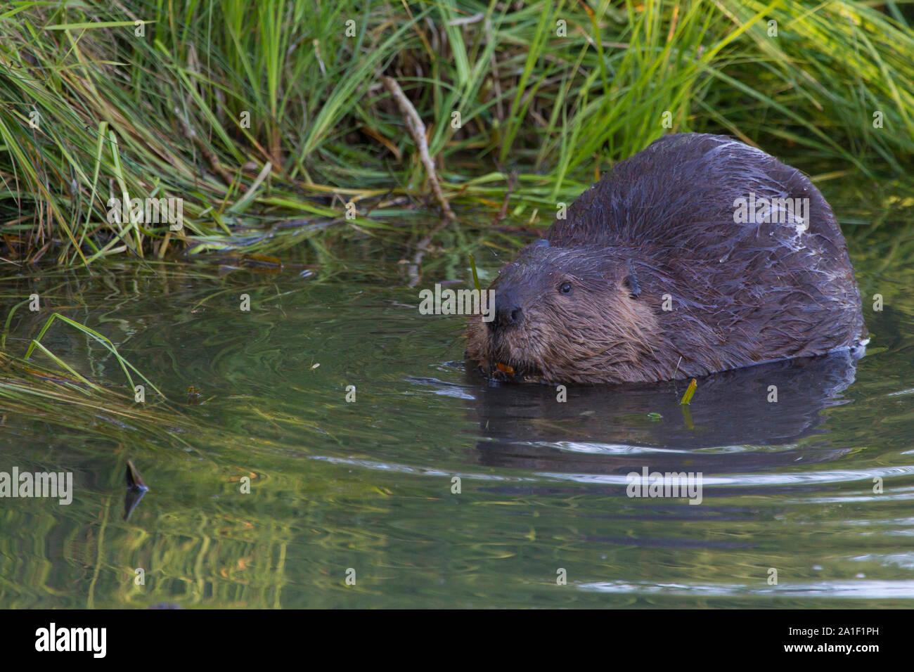 Beaver cartoon hi-res stock photography and images - Alamy