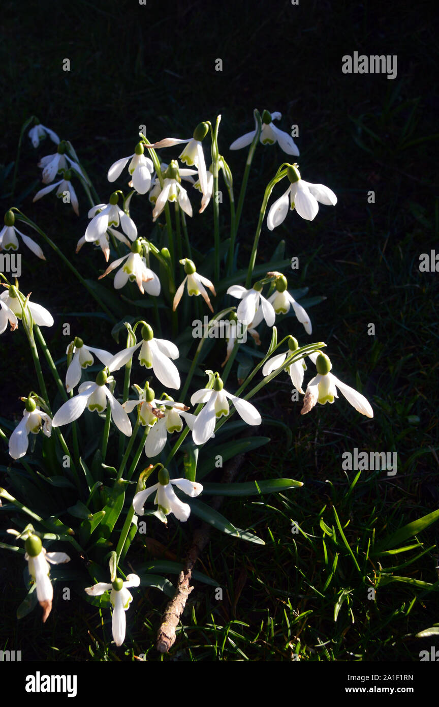 Bunch of Snowdrops Galanthus 'S. Arnott' Growing in a Border at RHS ...