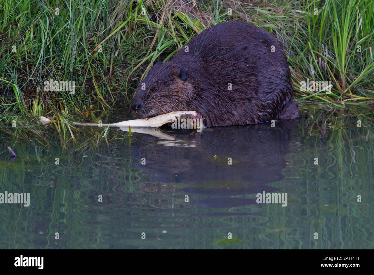 Canada Beaver Chewing Branch High Resolution Stock Photography and ...