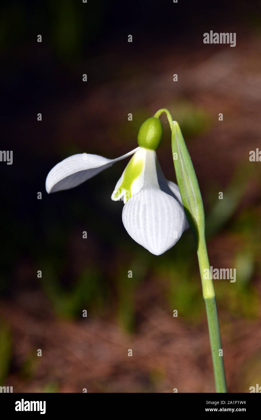 Single Snowdrop Galanthus 'Little John' Growing in a Border at RHS ...