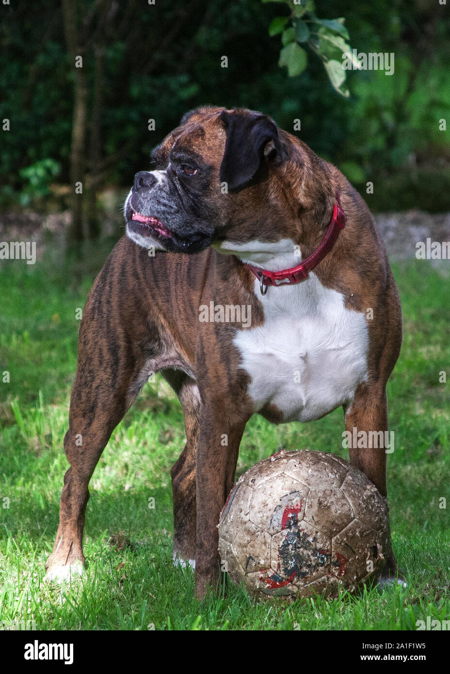 Boxer dogs playing Stock Photo - Alamy