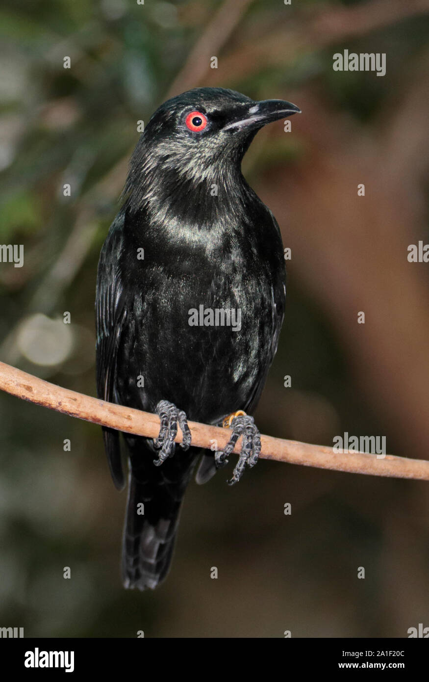 Starlings of asia hi-res stock photography and images - Alamy