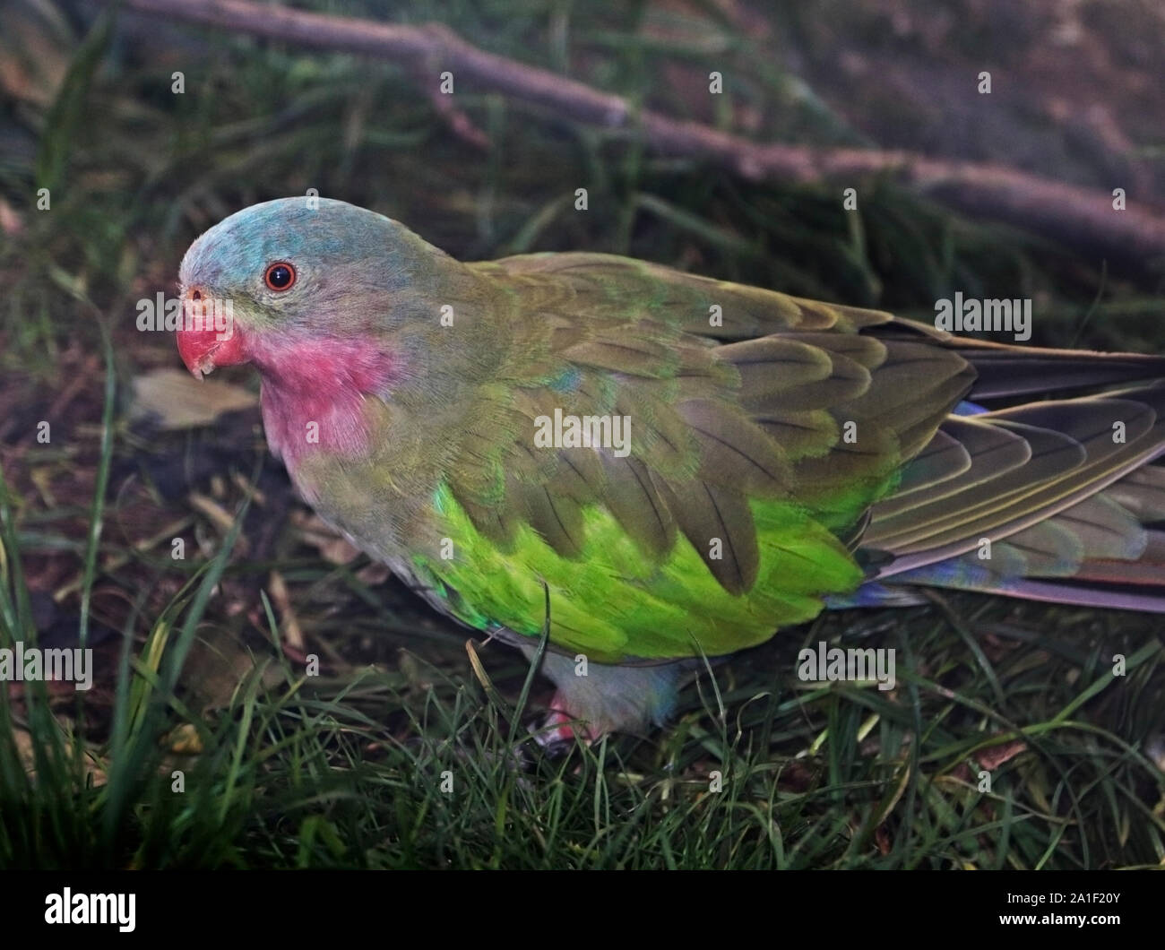 Princess Parrot (polytelis alexandrae Stock Photo - Alamy