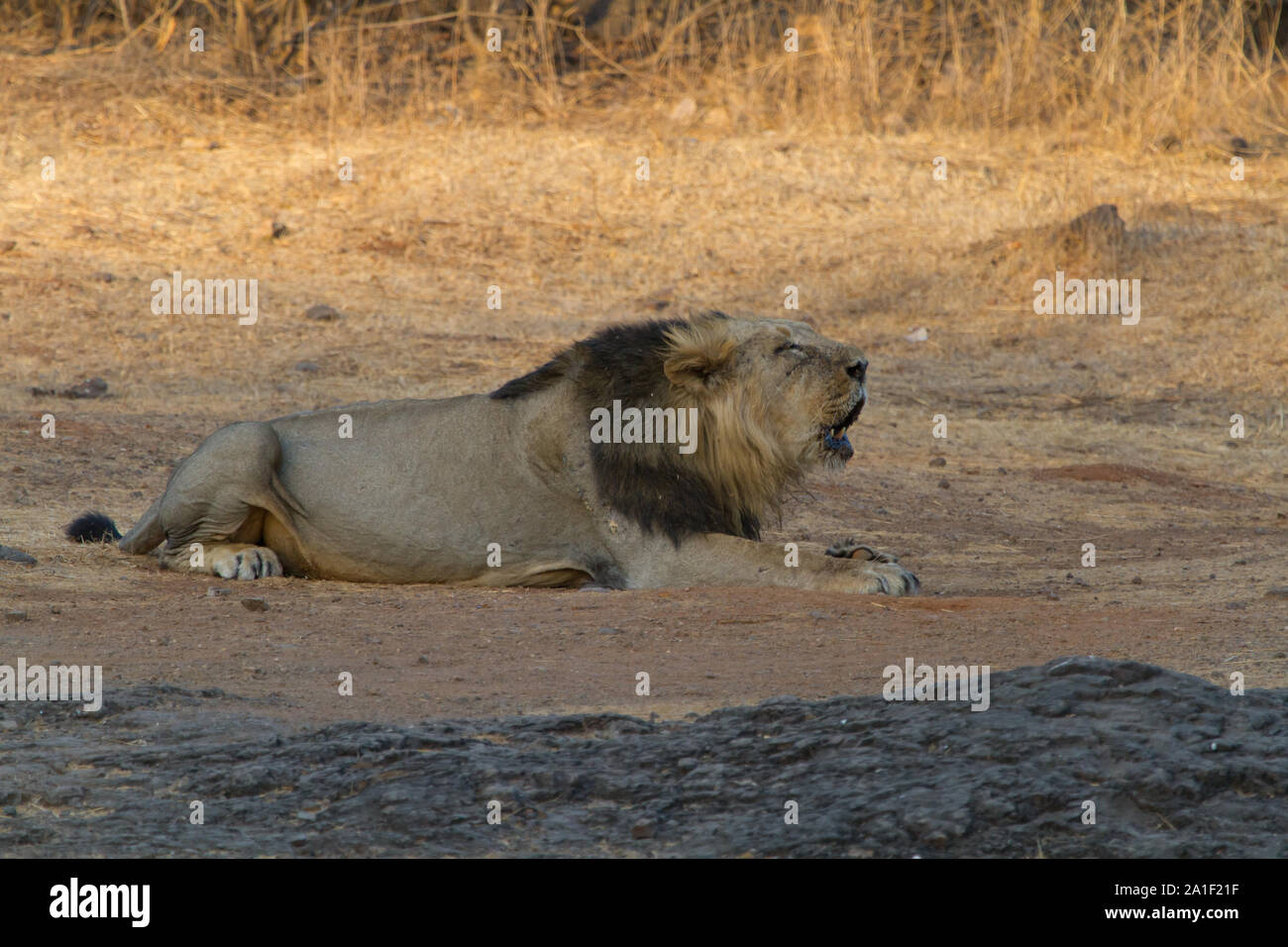 Majestic Asiatic Lion In Gir national park, Gujarat India Stock Photo ...