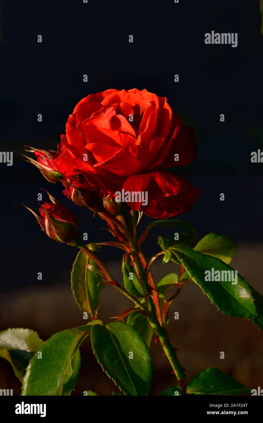A red rose growing in a rose garden in the warm evening light Stock ...