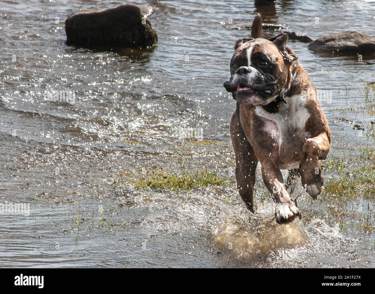 Boxer dogs playing Stock Photo - Alamy