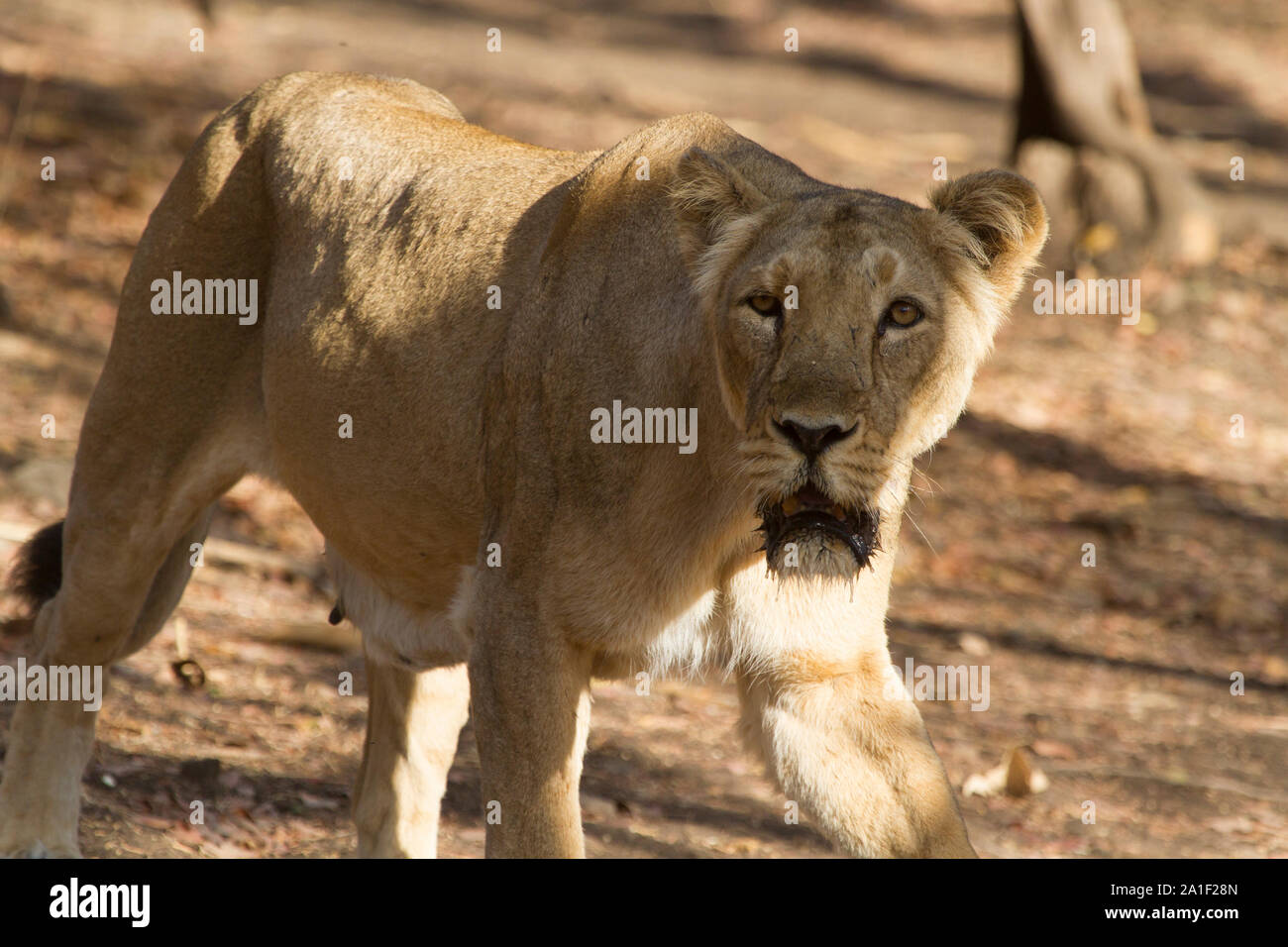 Asiatic lioness hi-res stock photography and images - Alamy