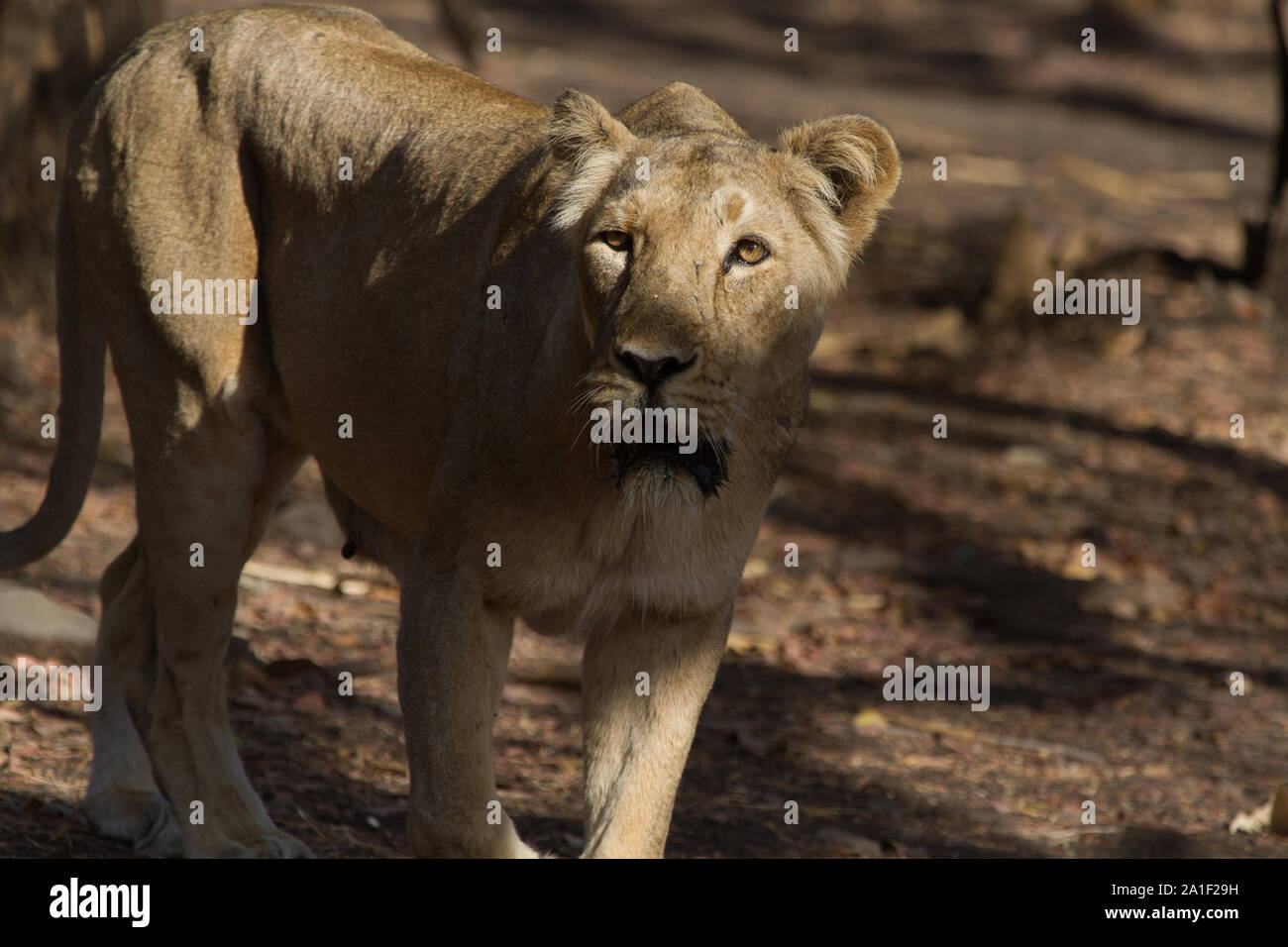 Asiatic lioness in Gir National Forest Stock Photo - Alamy