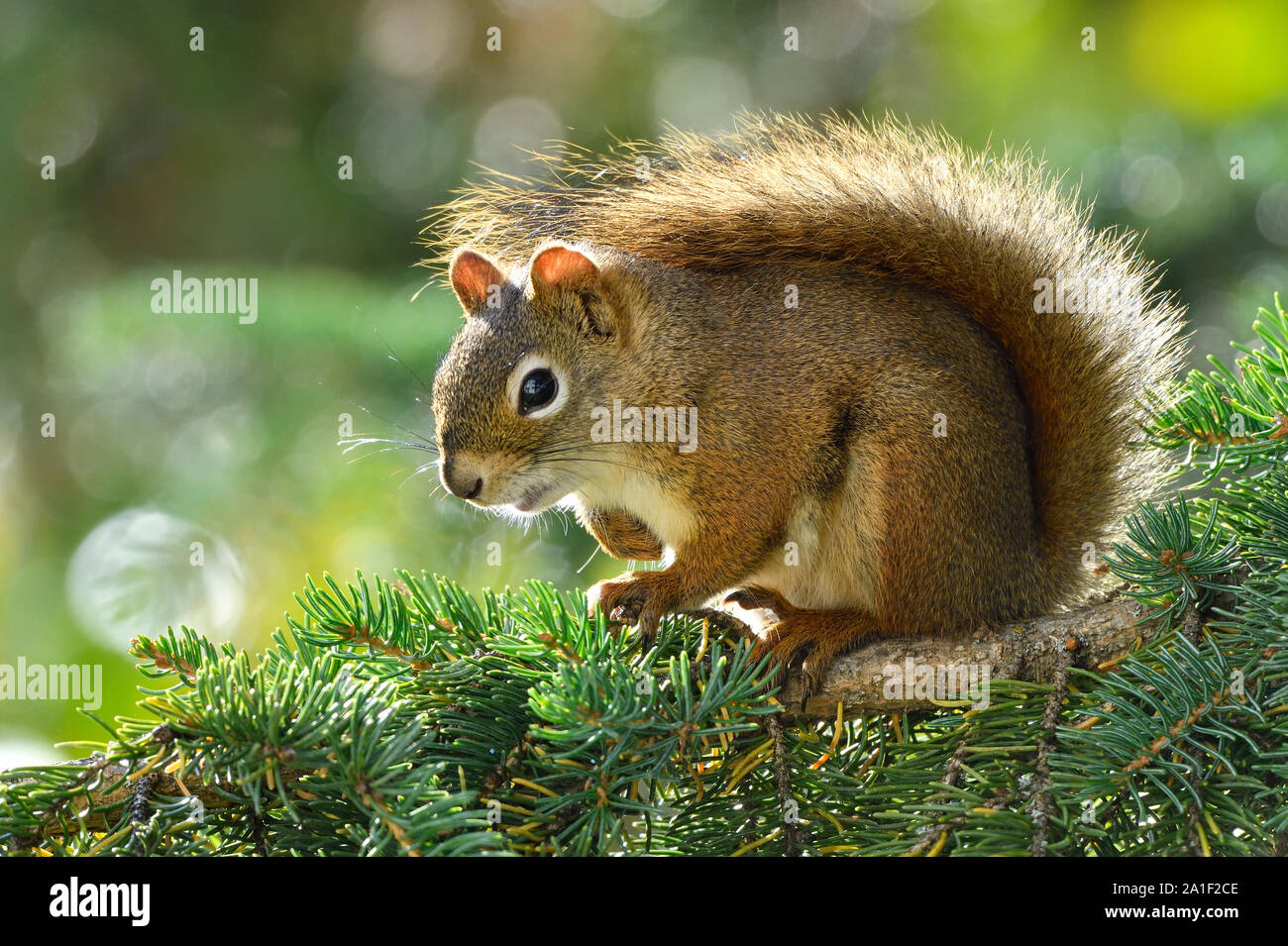 A side view of a wild red squirrel ( Tamiasciurus hudsonicus); sitting ...