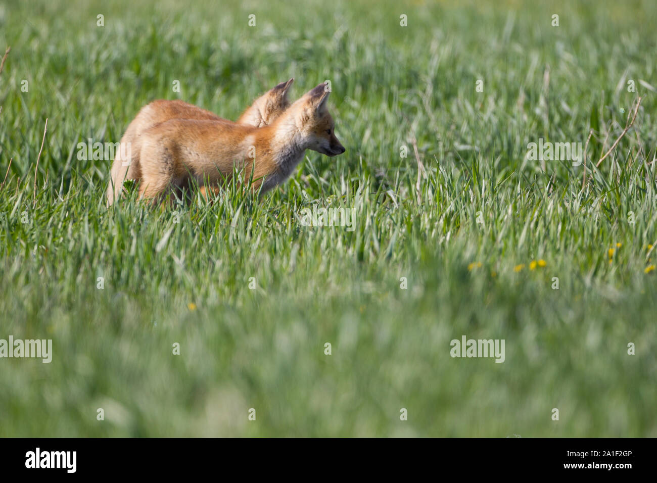Cute Fox Kits Playing and waiting Stock Photo - Alamy
