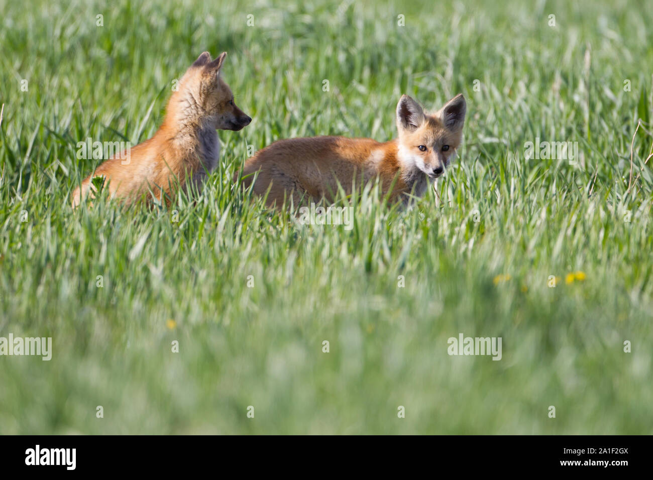 Cute Fox Kits Playing and waiting Stock Photo - Alamy