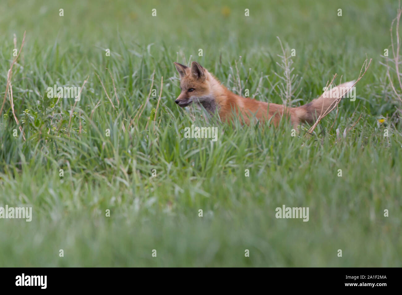 Cute Fox Kits Playing and waiting Stock Photo - Alamy