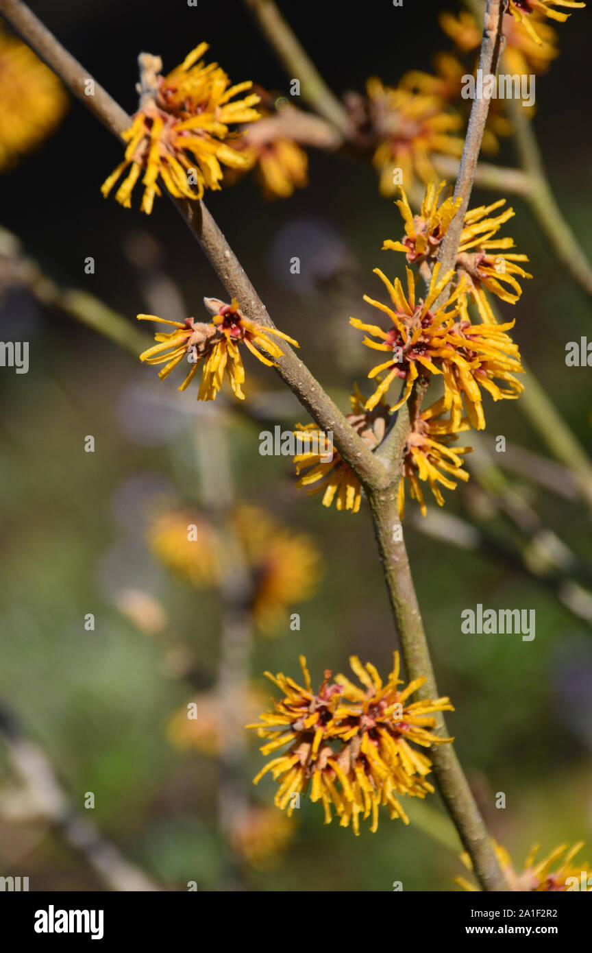Hamamelis x intermedia 'Brevipetala' Witch Hazel Flowers grown at RHS ...