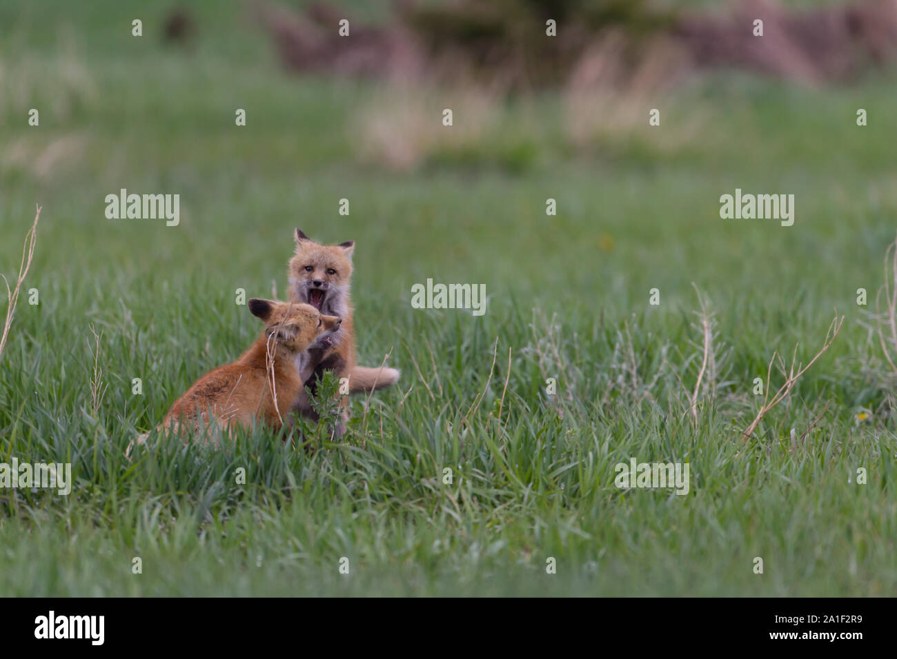 Cute Fox Kits Playing and waiting Stock Photo - Alamy