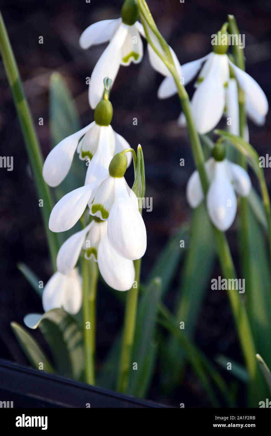 Bunch of Snowdrops Galanthus 'S. Arnott' Growing in a Border at RHS ...