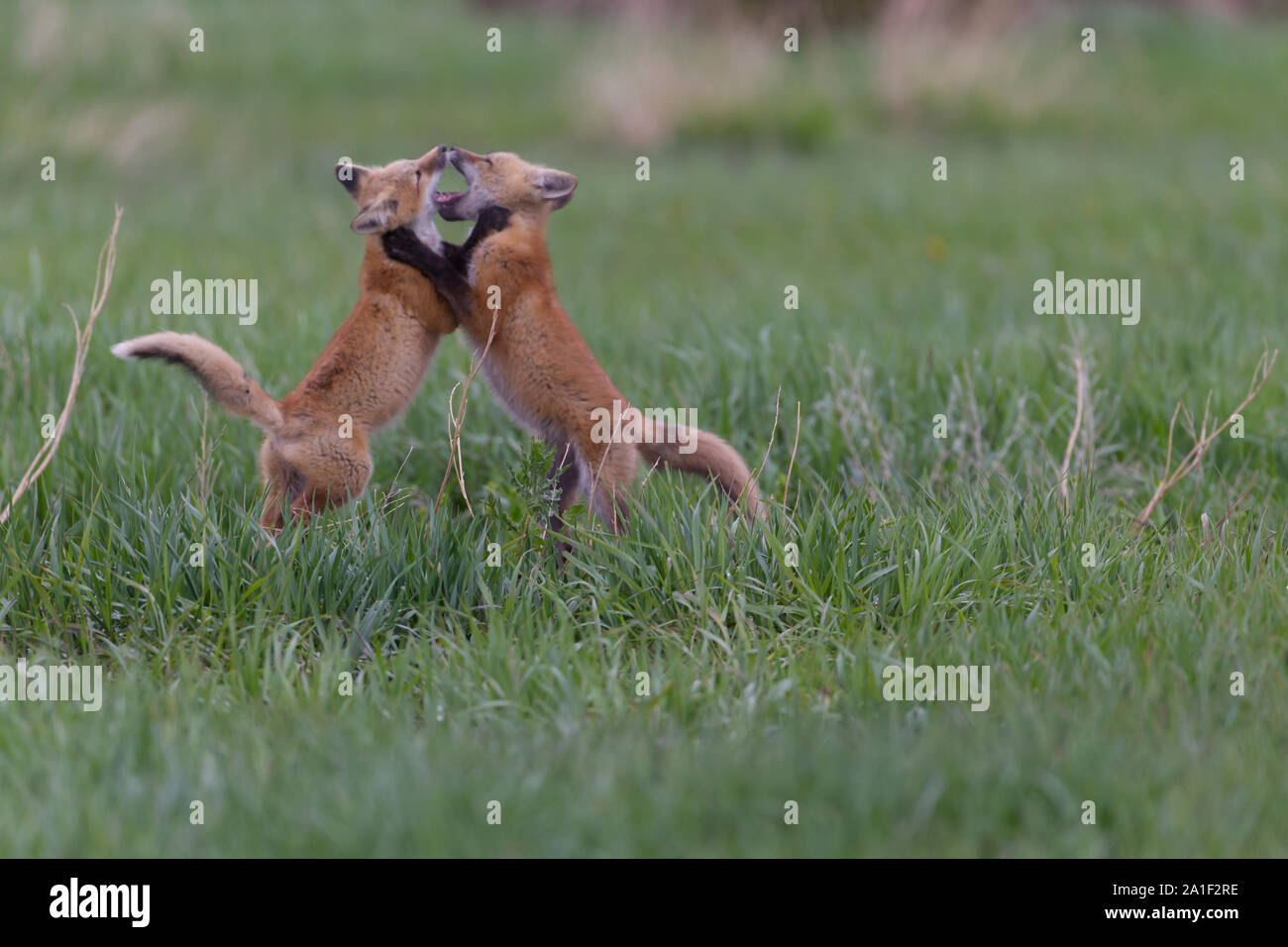 Cute Fox Kits Playing and waiting Stock Photo - Alamy