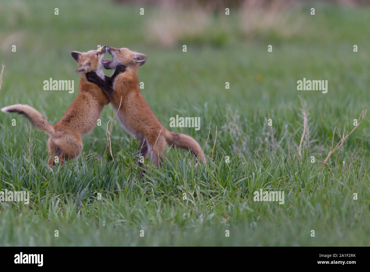 Cute Fox Kits Playing and waiting Stock Photo - Alamy