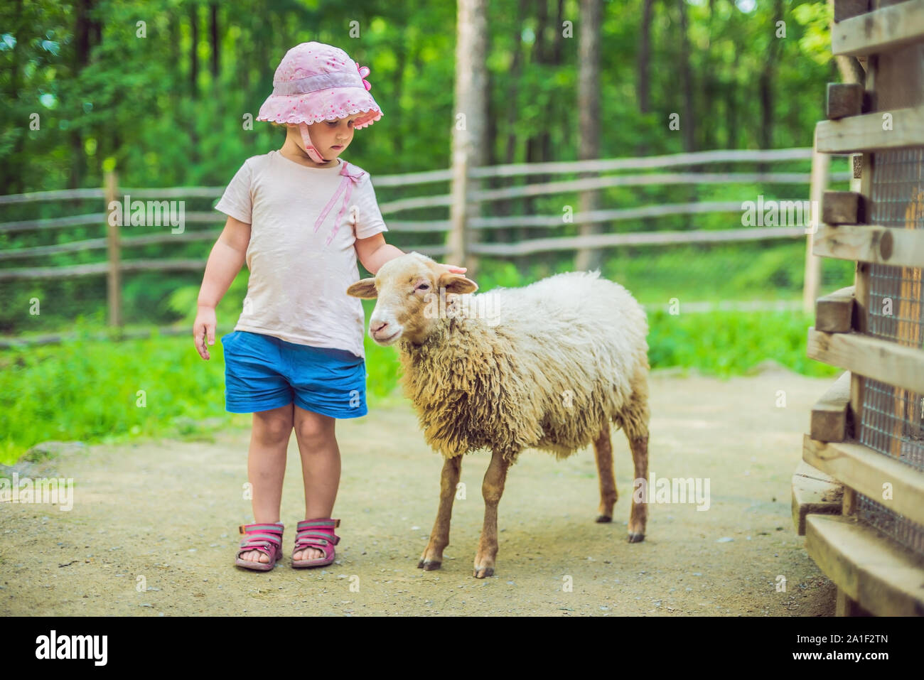 little girl with lamb on the farm Stock Photo - Alamy