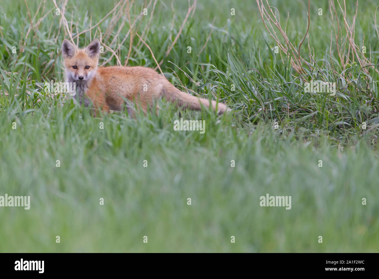 Cute Fox Kits Playing and waiting Stock Photo - Alamy