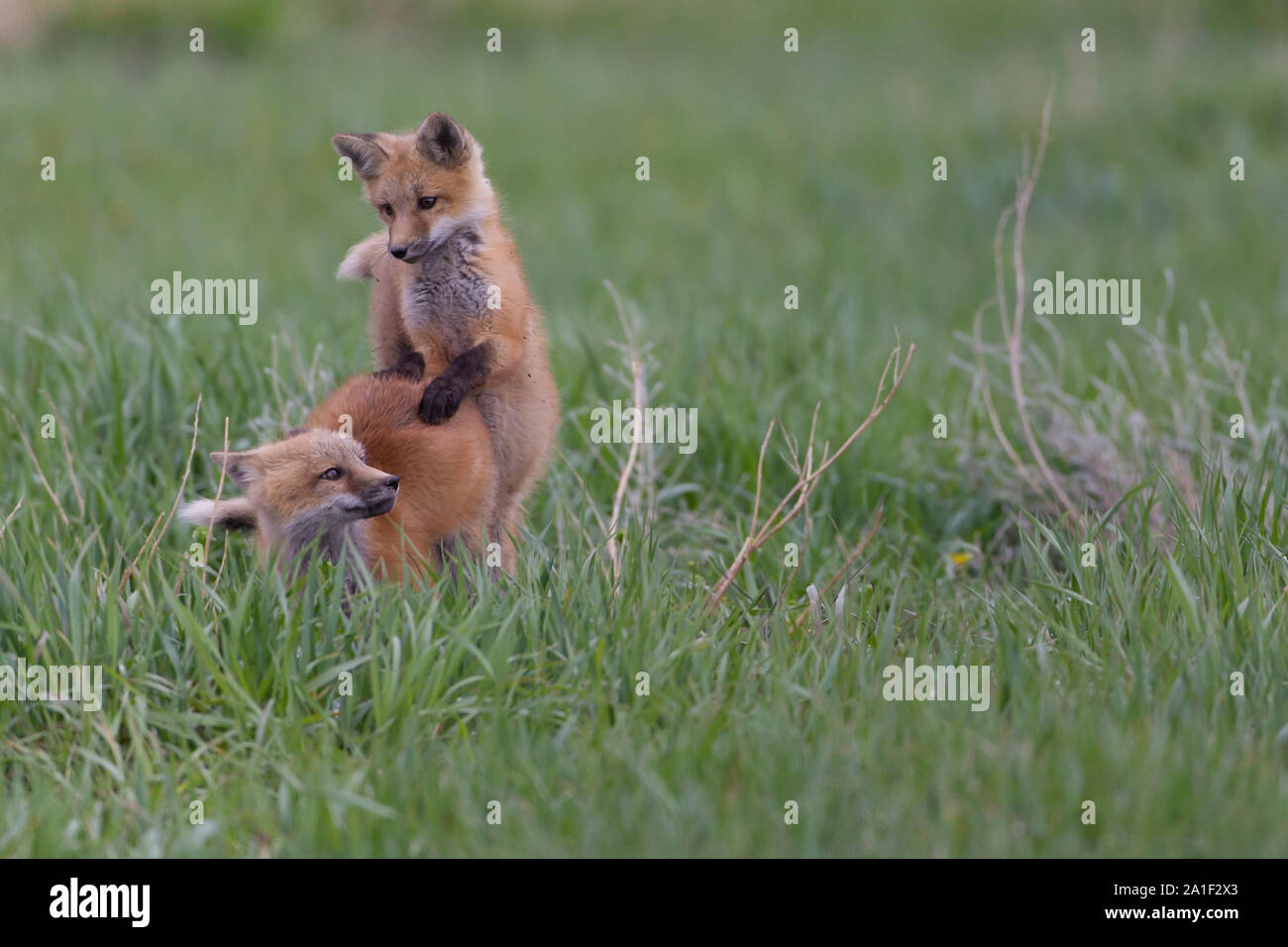 Cute Fox Kits Playing and waiting Stock Photo - Alamy