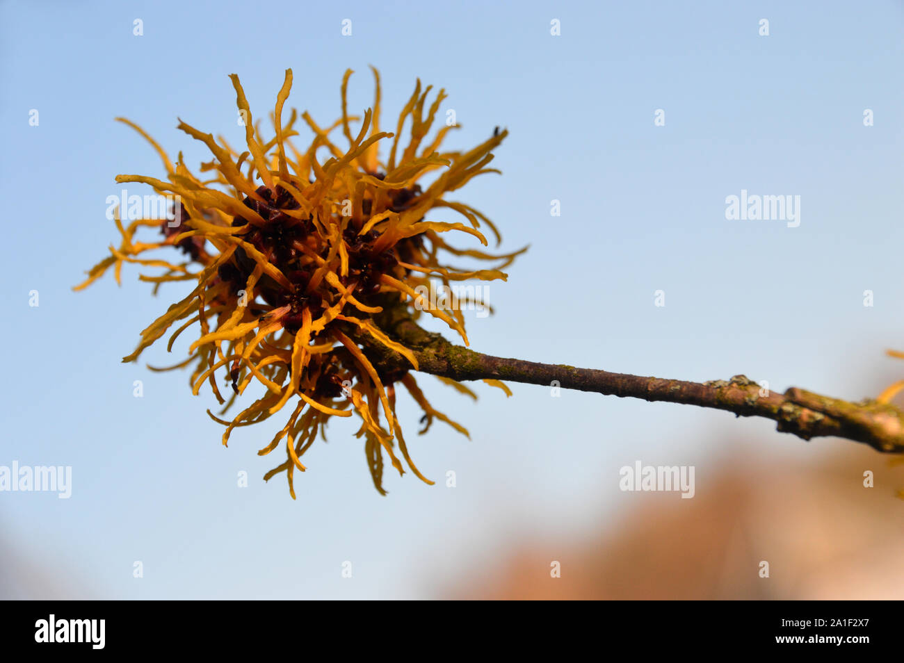 Hamamelis x intermedia 'Barmstedt Gold' Witch Hazel Flower grown at RHS ...