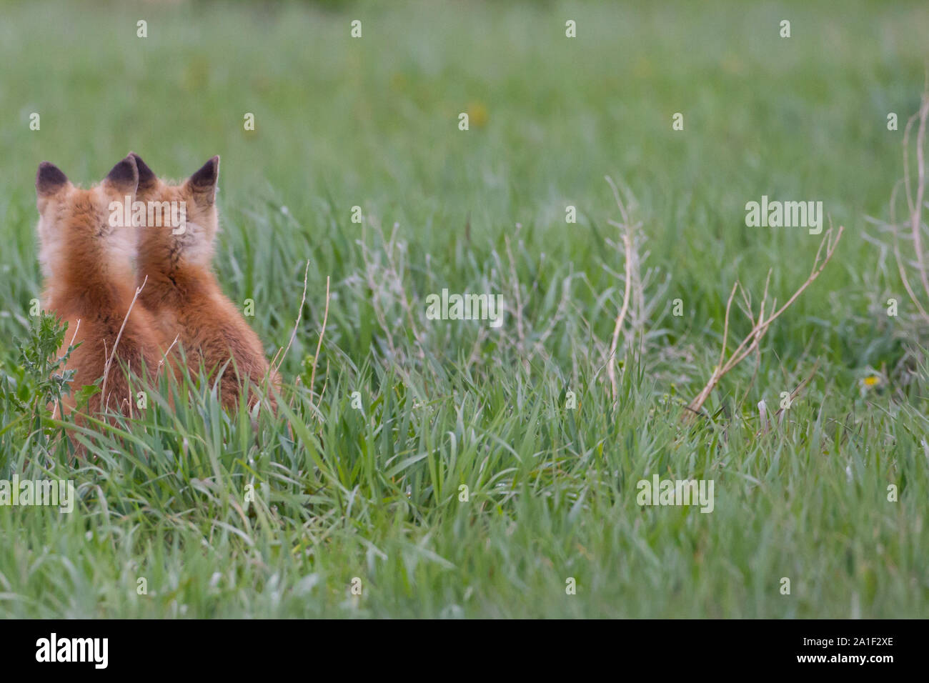 Cute Fox Kits Playing and waiting Stock Photo - Alamy