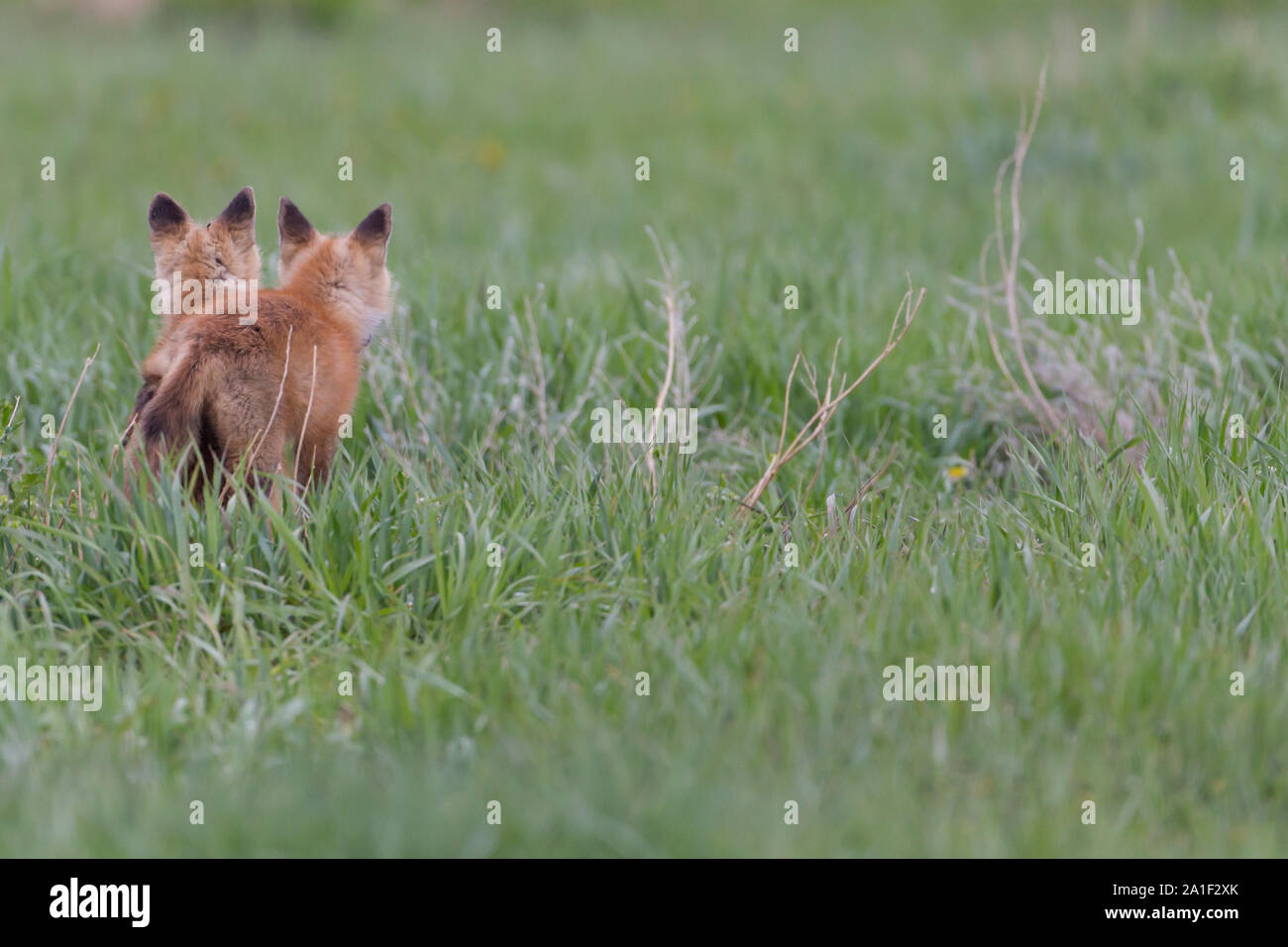 Cute Fox Kits Playing and waiting Stock Photo - Alamy