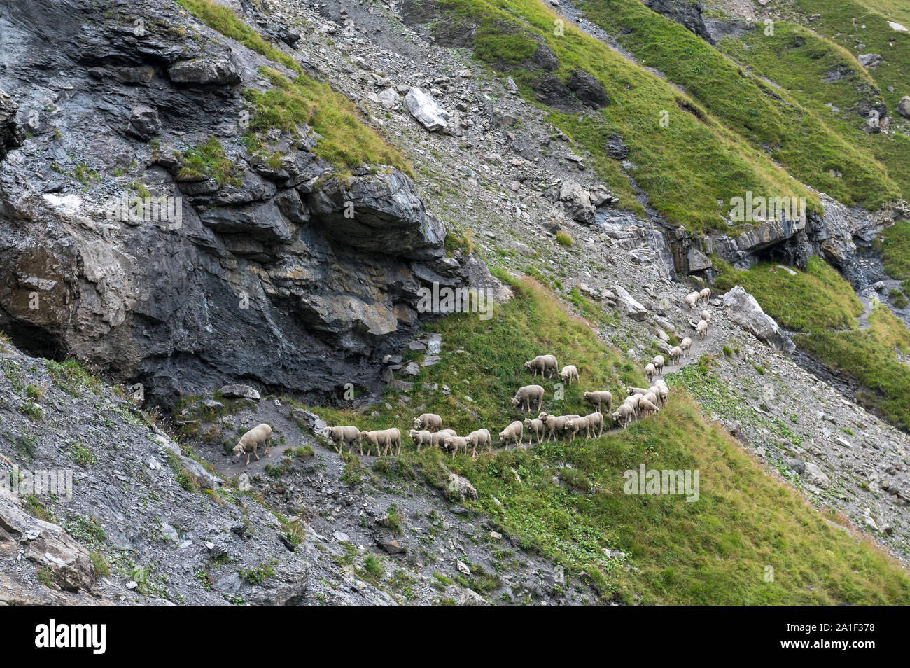 herd of sheeps on a hiking trail high above Oeschinensee Stock Photo ...