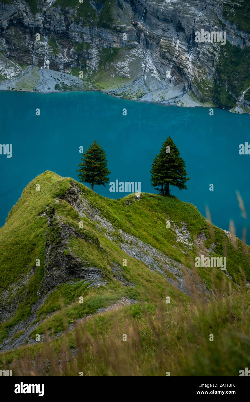 Alpine vegetation alpine fir trees hi-res stock photography and images ...