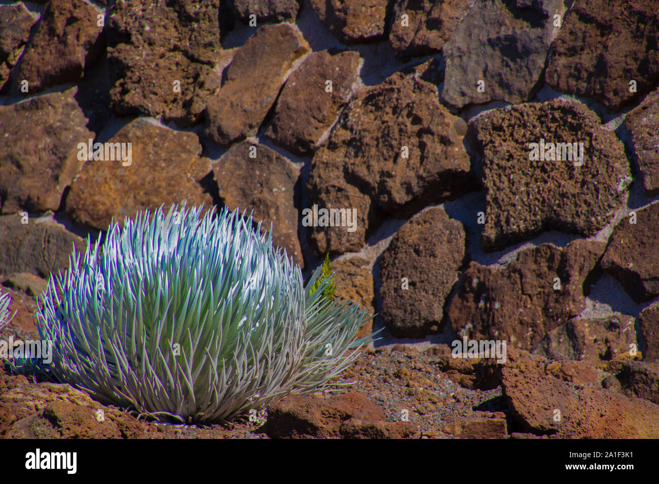 A silver sword in front of a brown stone wall on Haleakala. A volcano ...