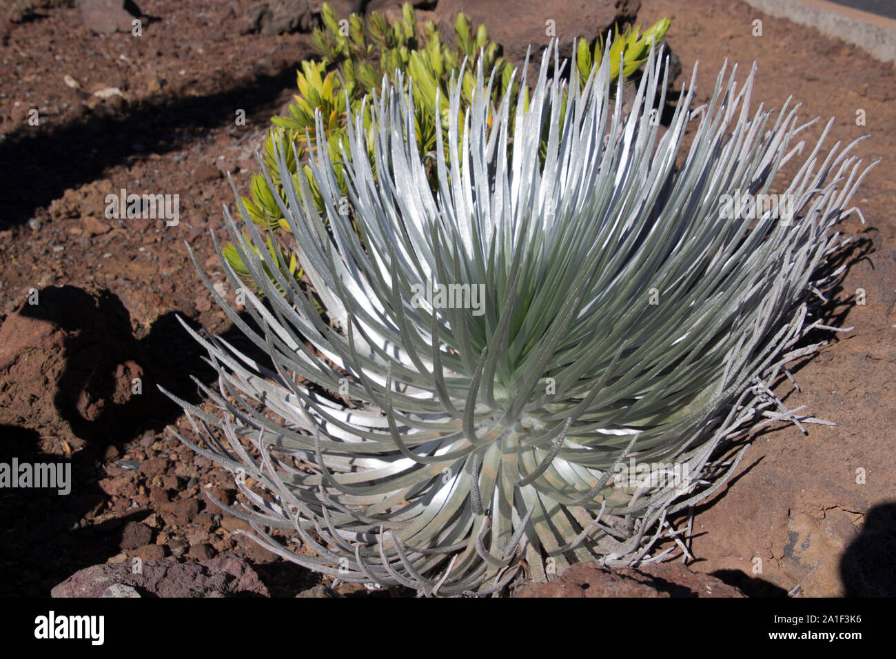 A silver sword in front of a brown stone wall on Haleakala. A volcano ...