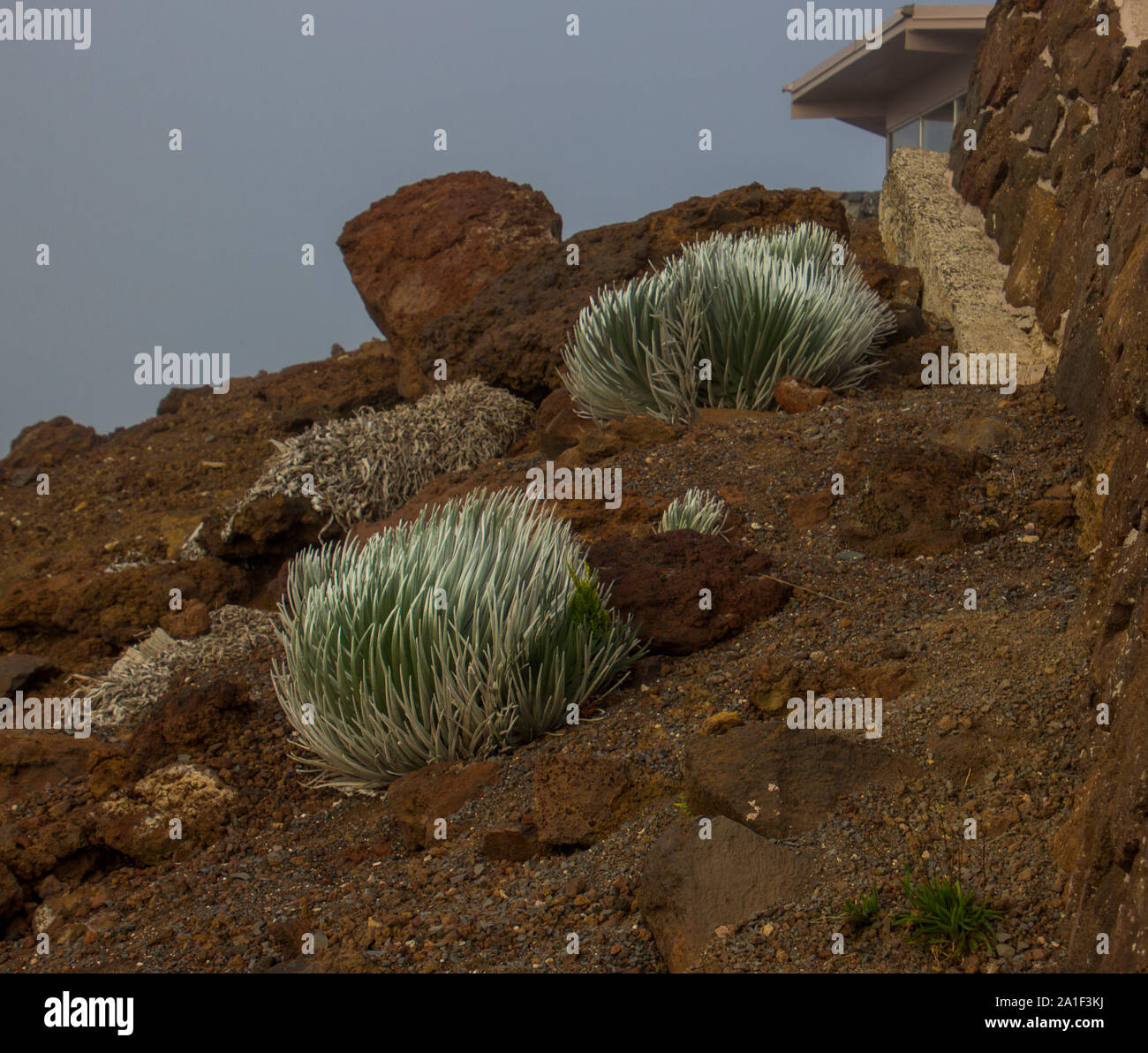 A silver sword in front of a brown stone wall on Haleakala. A volcano ...