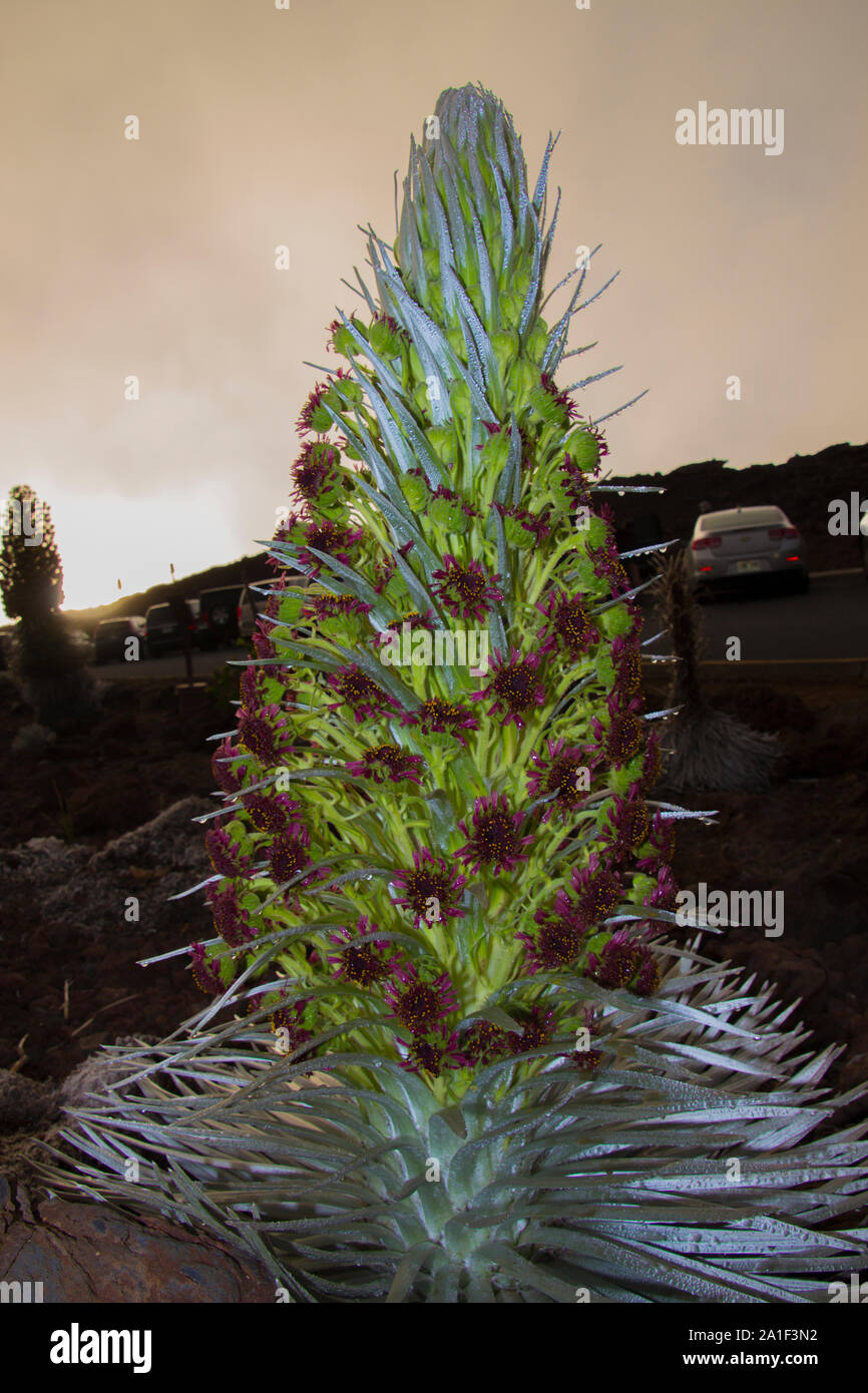 Silver sword hi-res stock photography and images - Alamy