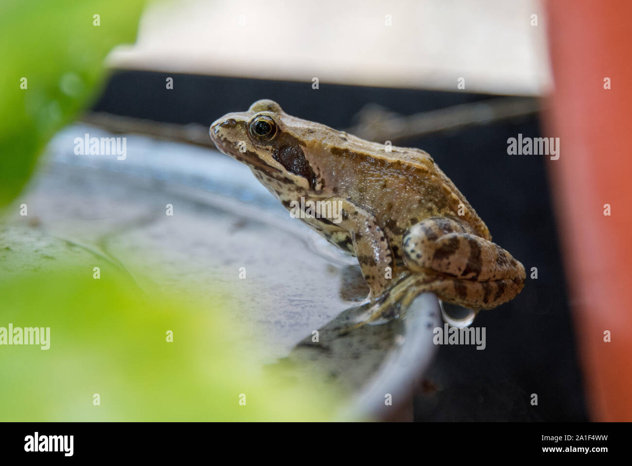 Greenhouse frog hi-res stock photography and images - Alamy