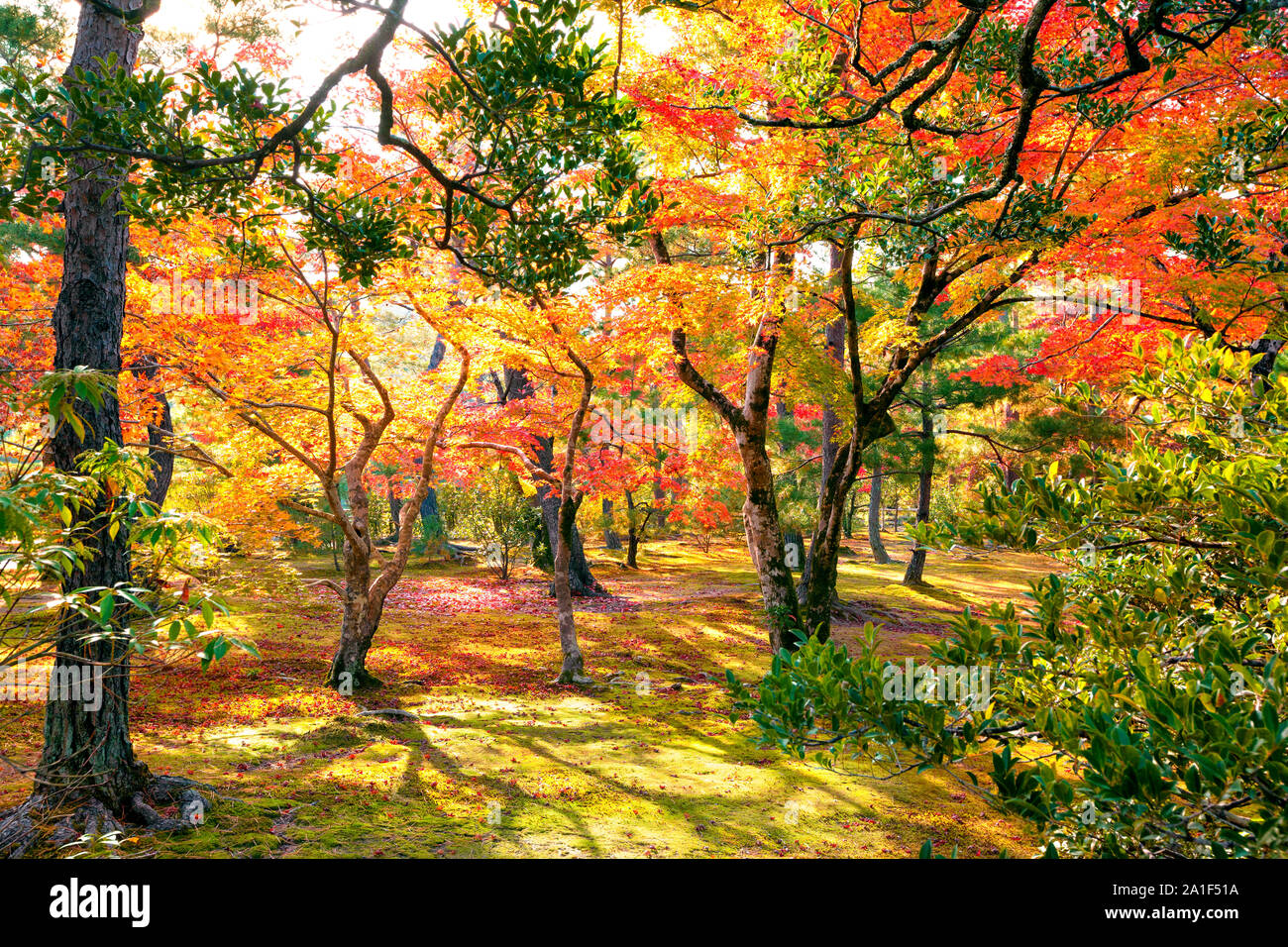 Colorful japanese maple trees during momiji season at Kinkakuji garden ...