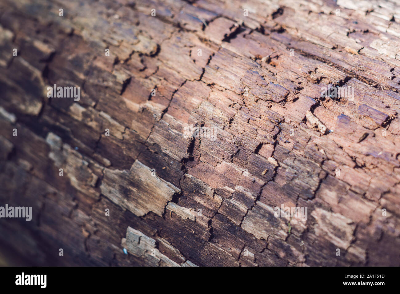 Very Old Wood Background. log in the forest Stock Photo - Alamy