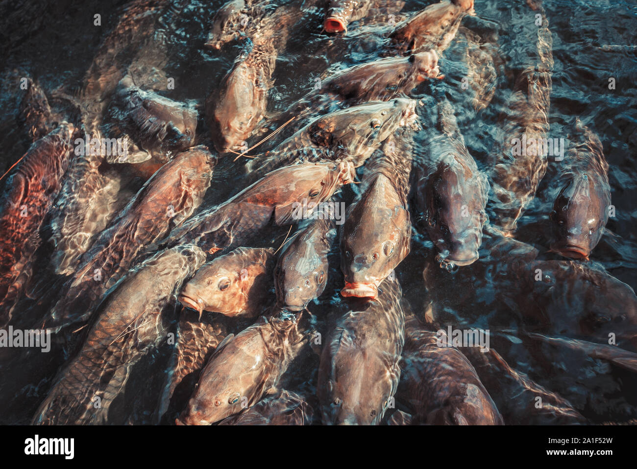 Asian carps hi-res stock photography and images - Alamy