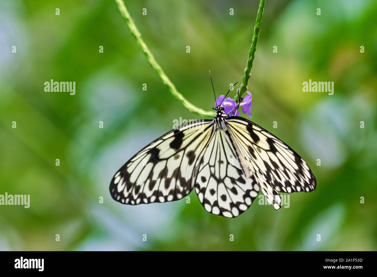 Paper Kite butterfly, (Idea leuconoe), pollinating violet flower, with ...