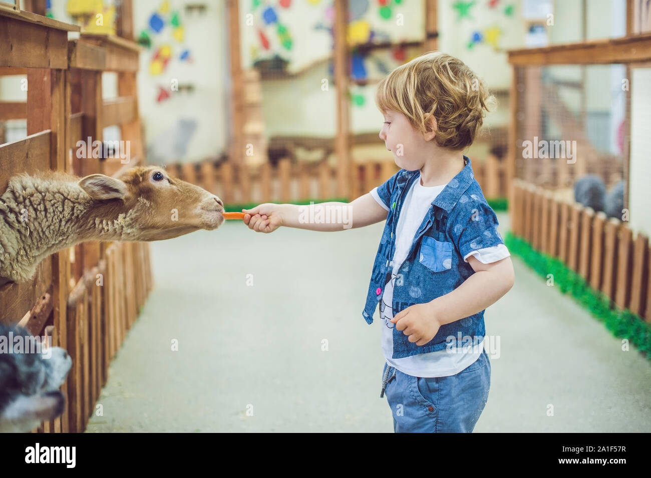 Boy lamb on farm hi-res stock photography and images - Alamy