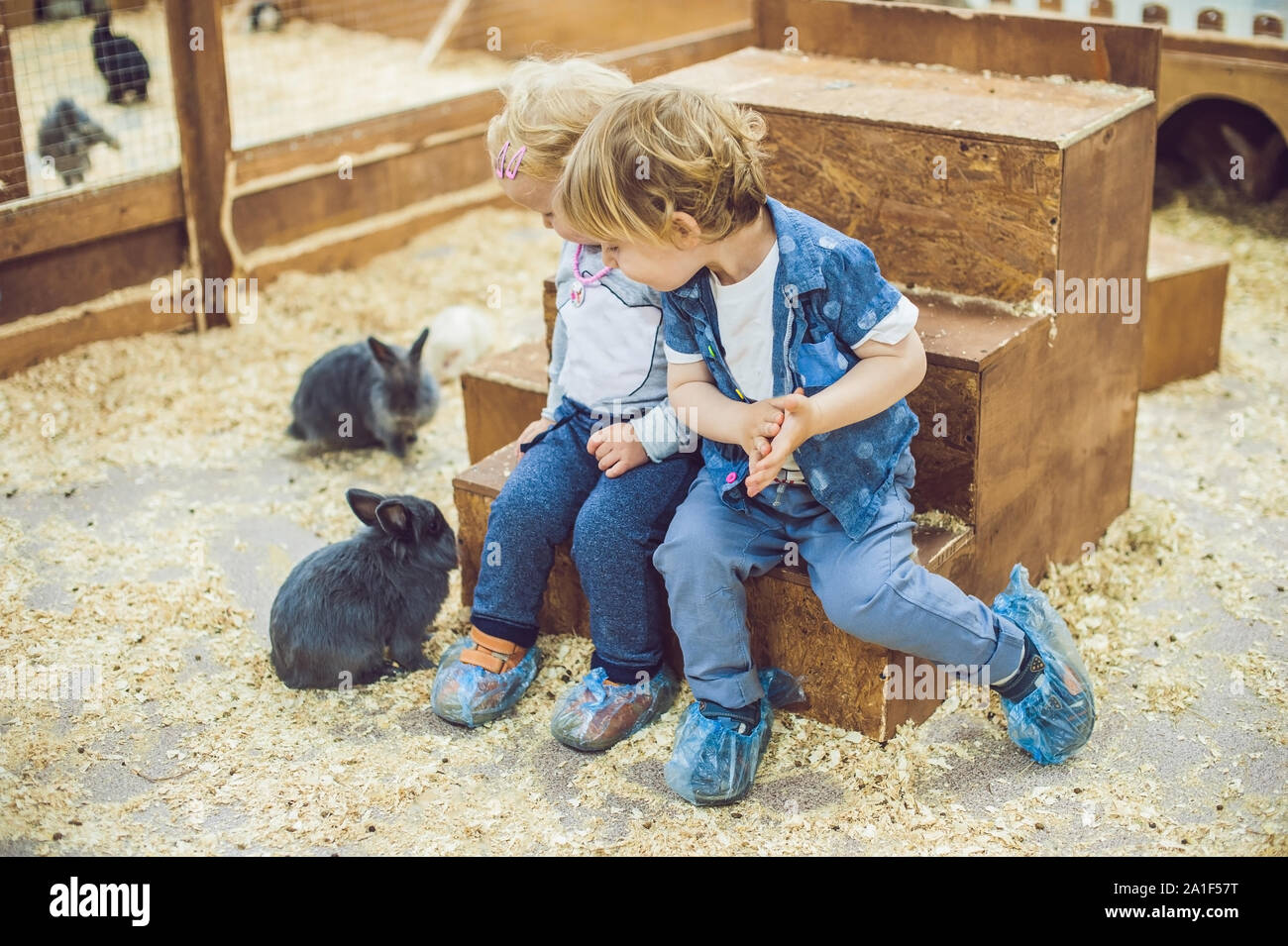 children play with the rabbits in the petting zoo Stock Photo - Alamy