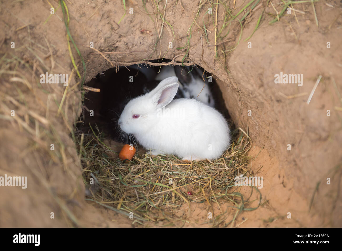 Little rabbits are sitting in a hole Stock Photo - Alamy