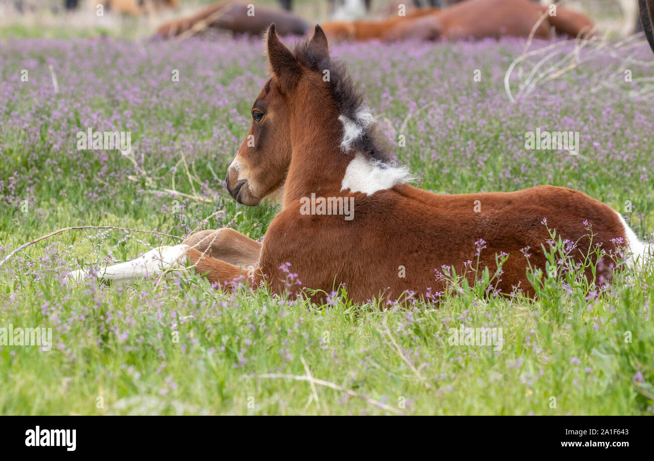 Cute wild Horse Foal in Spring in the Utah Desert Stock Photo - Alamy