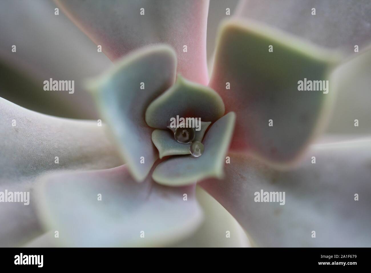 Droplet and stem macro hi-res stock photography and images - Alamy