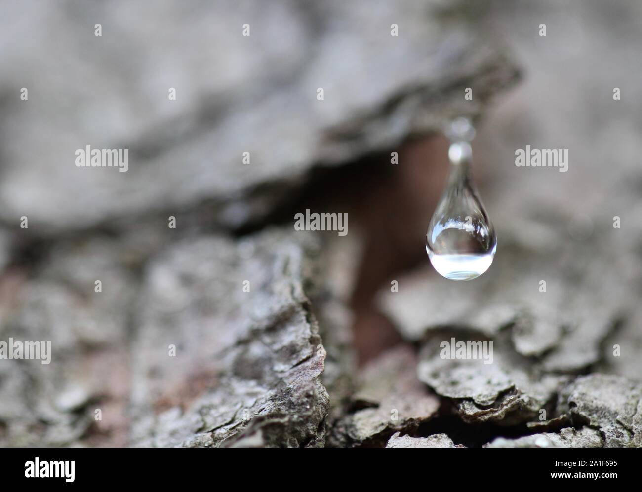 Sap texture hi-res stock photography and images - Alamy