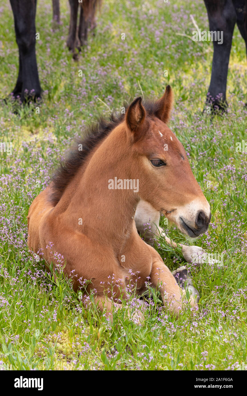 Cute wild Horse Foal in Spring in the Utah Desert Stock Photo - Alamy