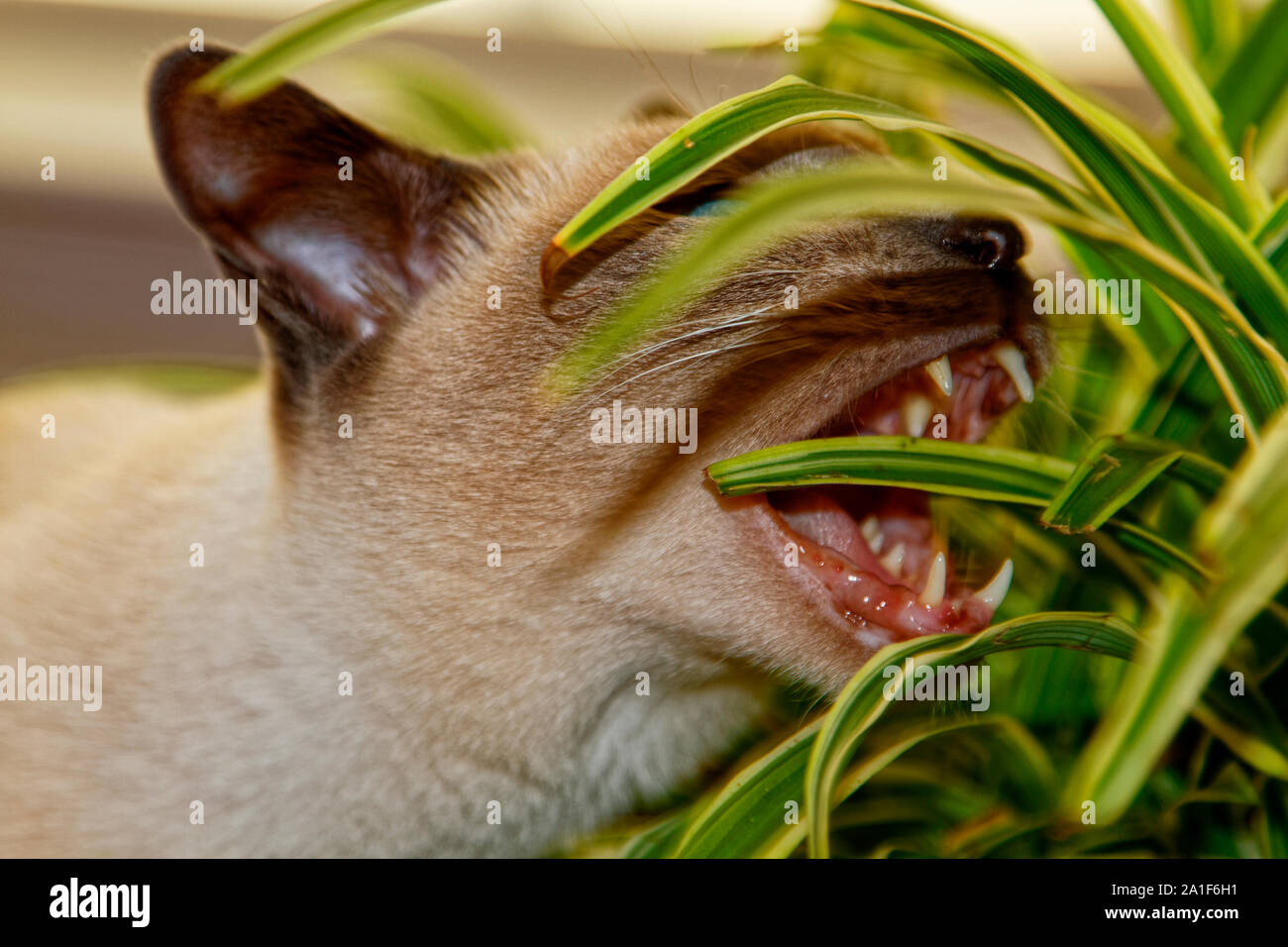 cat nibbling spider plant, Tonkinese, mouth open, teeth, pet, animal ...