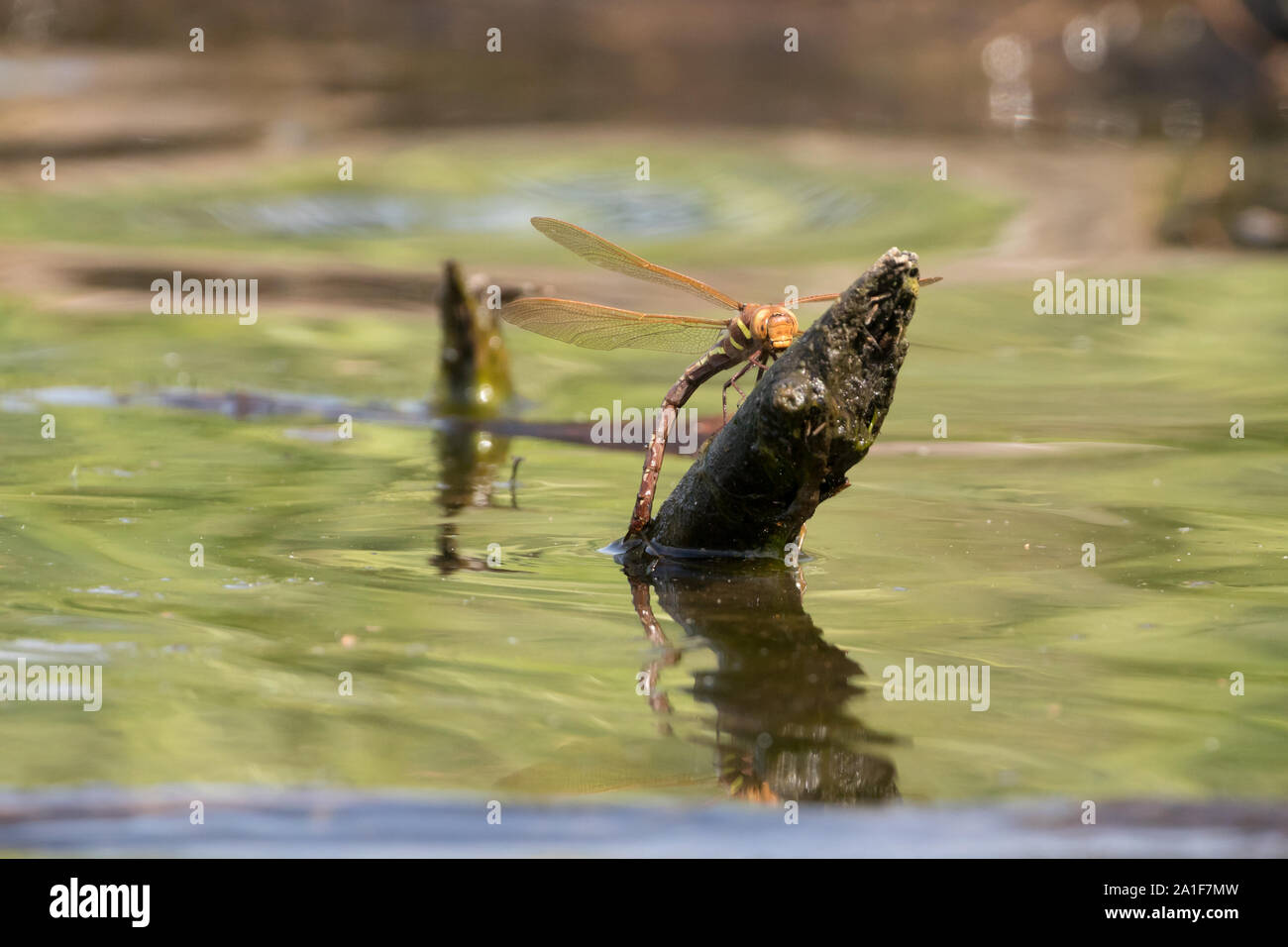 Female aeshna grandis hi-res stock photography and images - Alamy