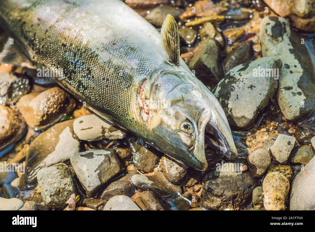 Fish killed with a gun. Fishermen poachers concept Stock Photo - Alamy